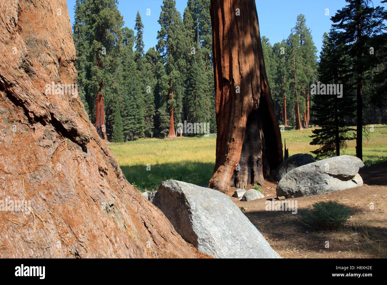 Giant Sequoia (Sequoiadendron giganteum) and spruce tree trunks ...