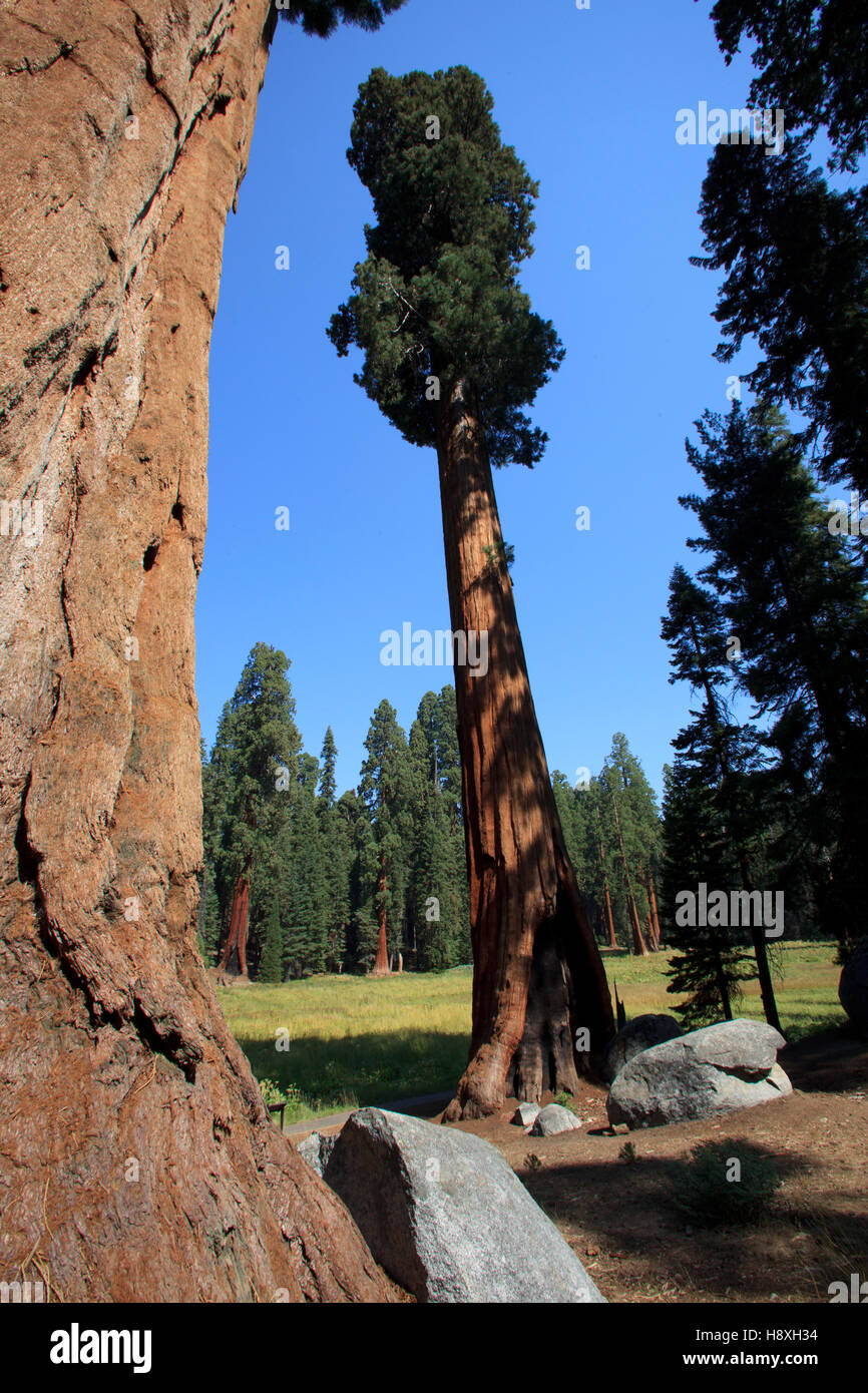 Giant Sequoia (Sequoiadendron giganteum) and spruce tree trunks ...
