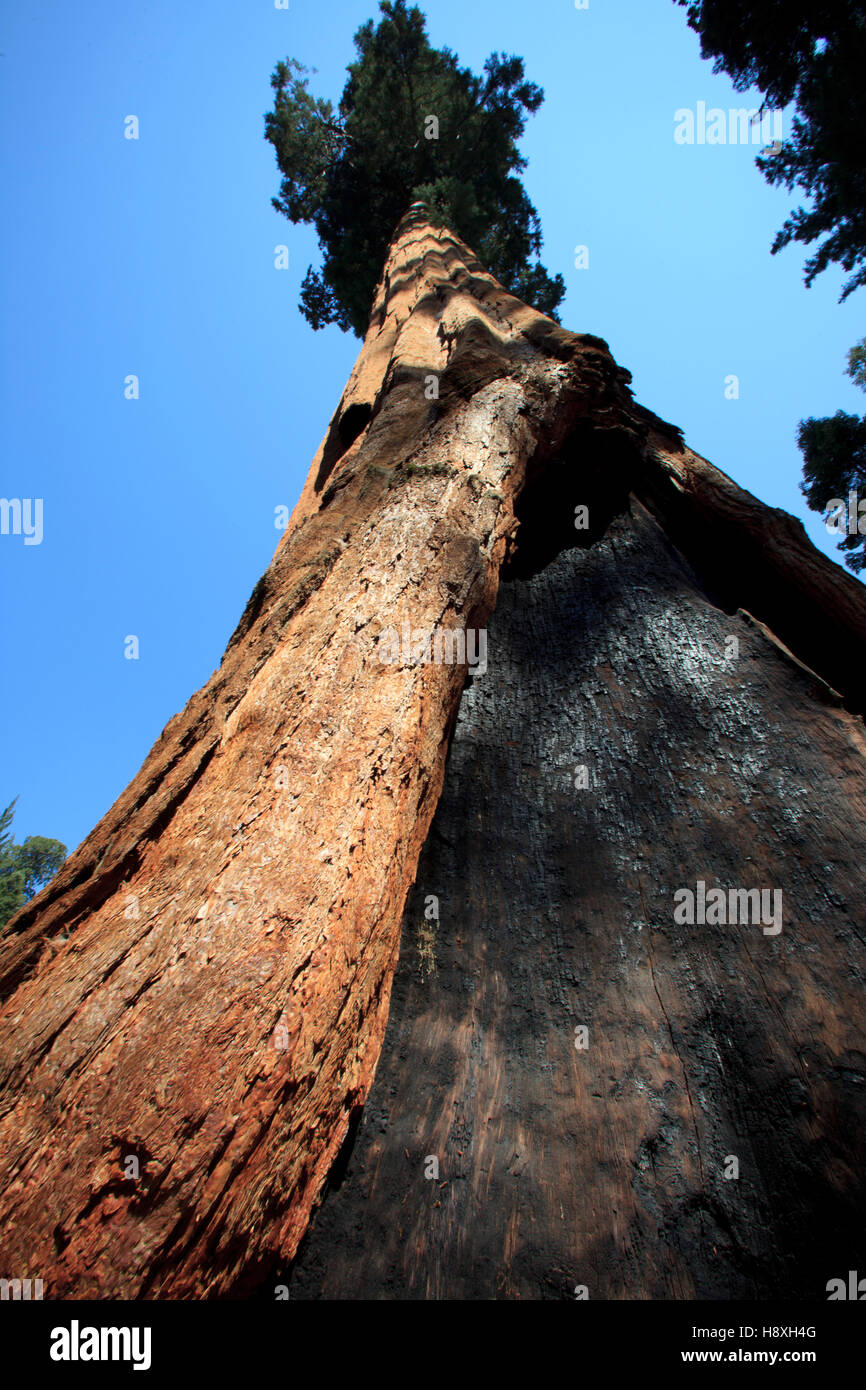 Giant Sequoia (Sequoiadendron giganteum) and spruce tree trunks, Sequoia National Park ...