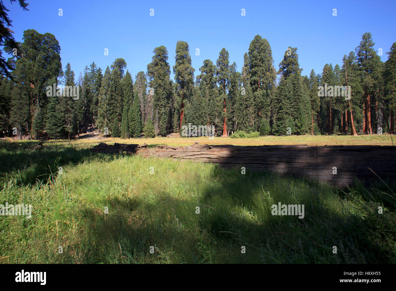 Giant Sequoia (Sequoiadendron giganteum) and spruce tree trunks ...