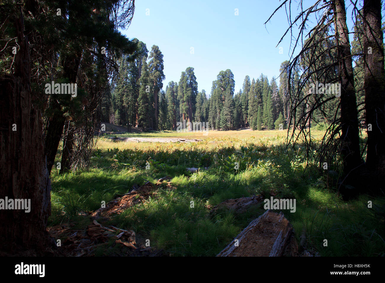Giant Sequoia (Sequoiadendron giganteum) and spruce tree trunks ...