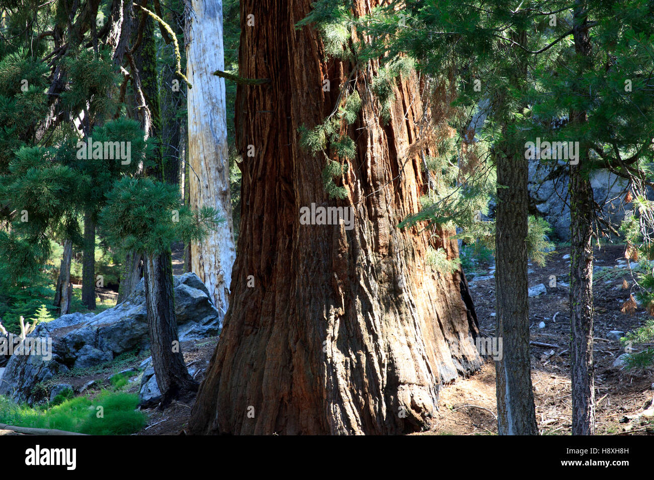 Giant Sequoia (Sequoiadendron giganteum) and spruce tree trunks ...
