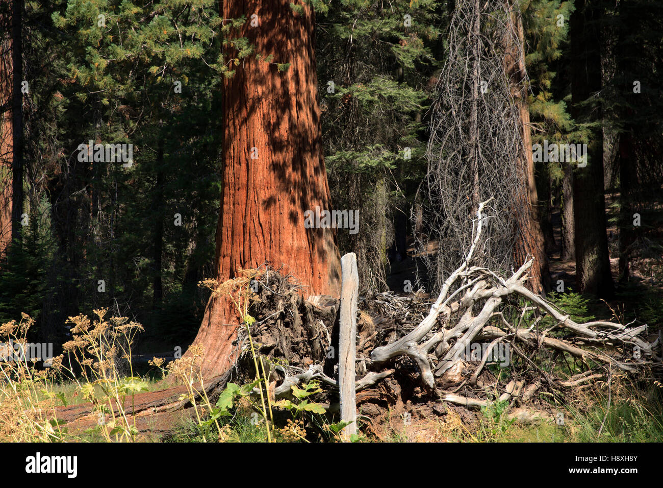 Giant Sequoia (Sequoiadendron giganteum) and spruce tree trunks ...