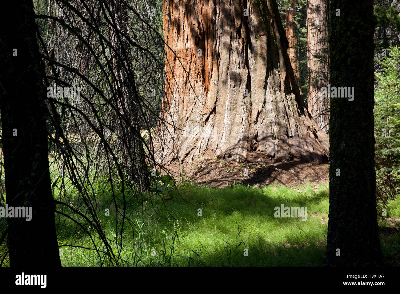 Giant Sequoia (Sequoiadendron giganteum) and spruce tree trunks ...