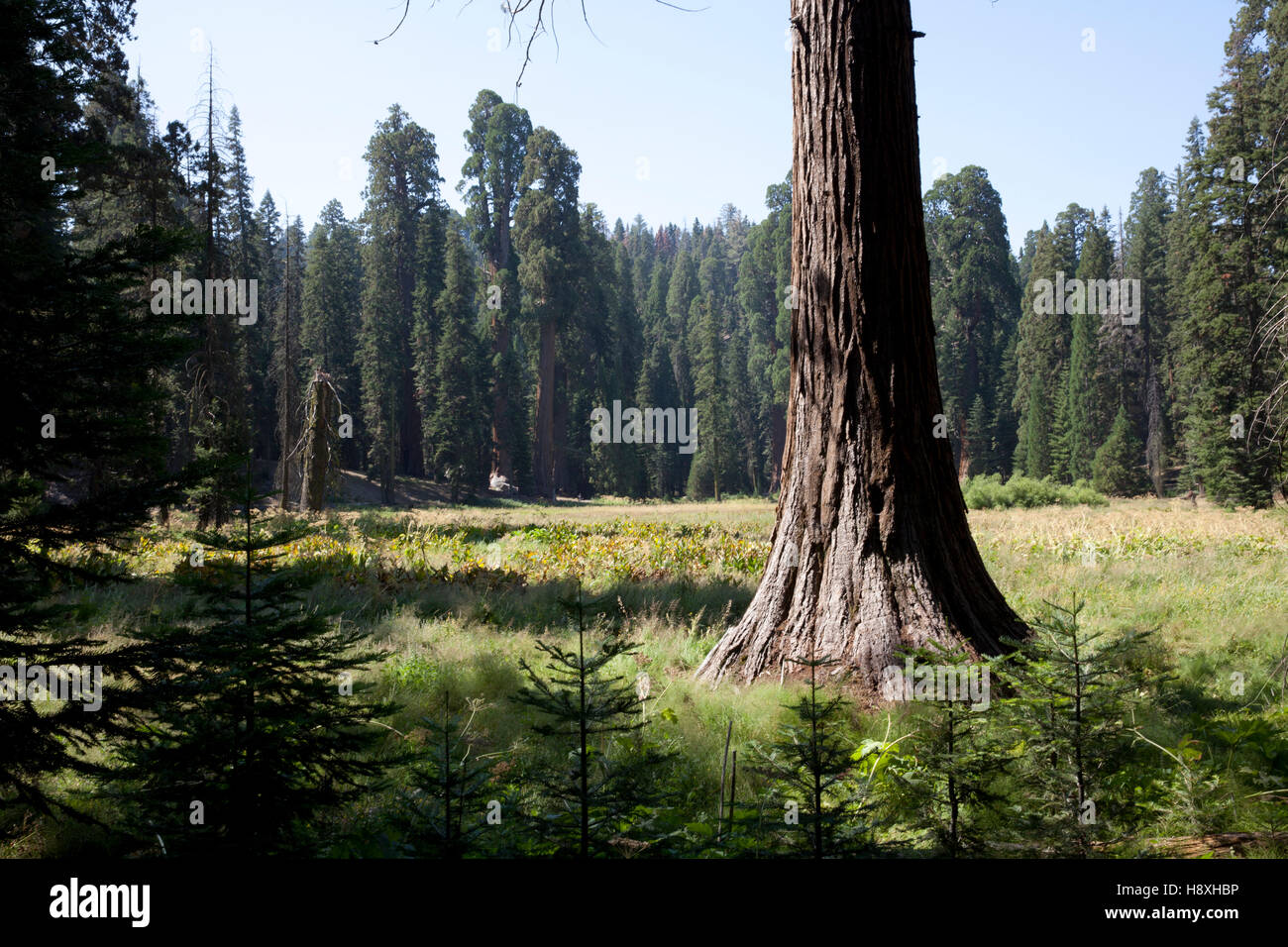 Giant Sequoia (Sequoiadendron giganteum) and spruce tree trunks ...
