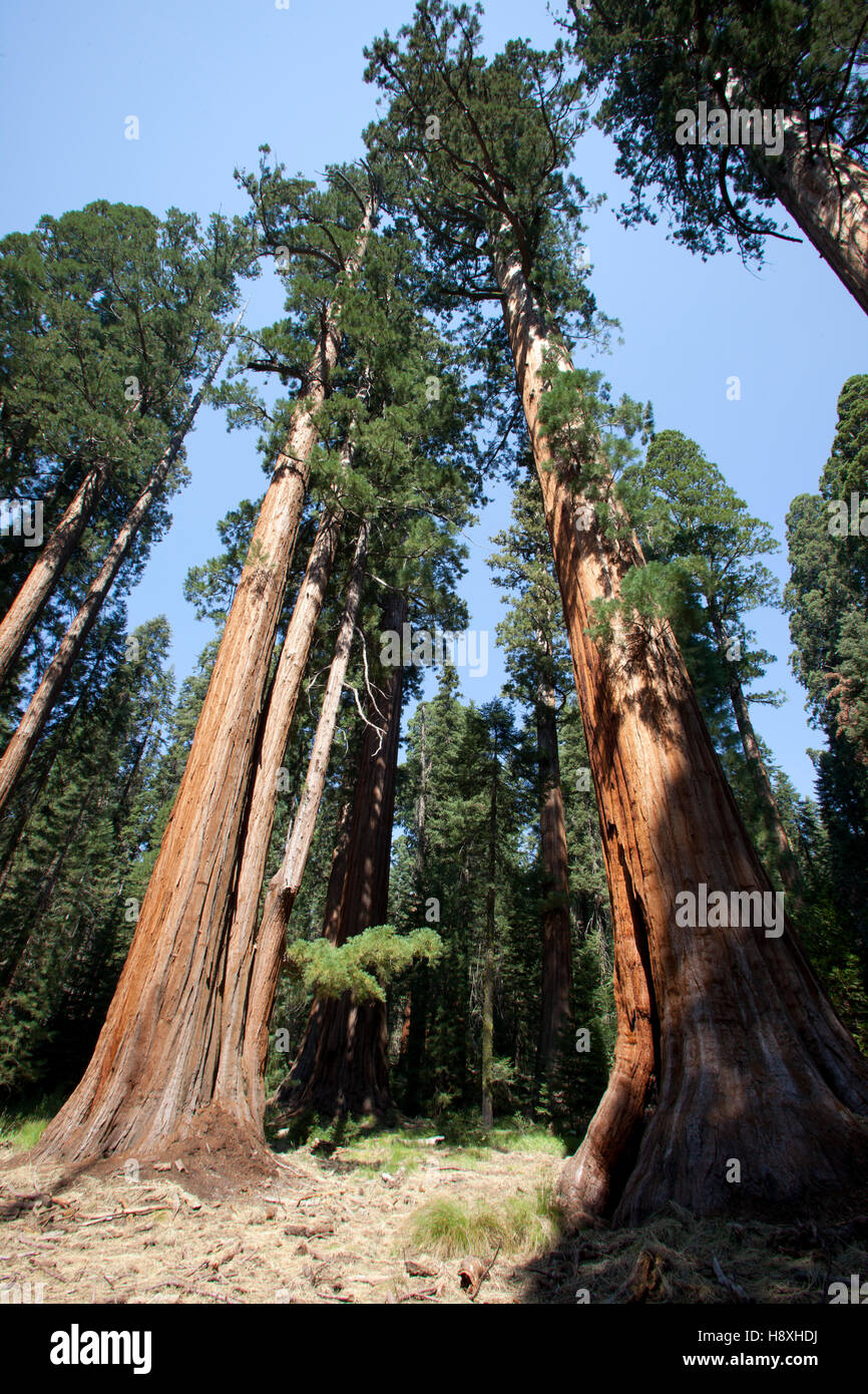 Giant Sequoia (Sequoiadendron giganteum) and spruce tree trunks ...