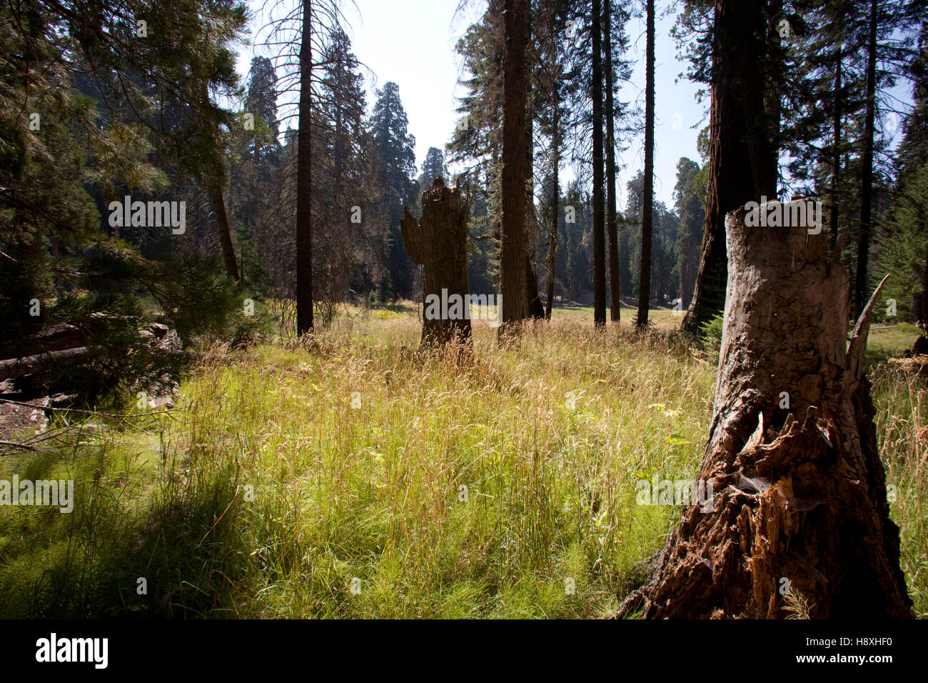 Giant Sequoia (Sequoiadendron giganteum) and spruce tree trunks ...