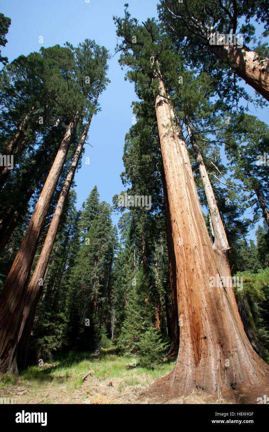 Giant Sequoia (Sequoiadendron giganteum) and spruce tree trunks ...
