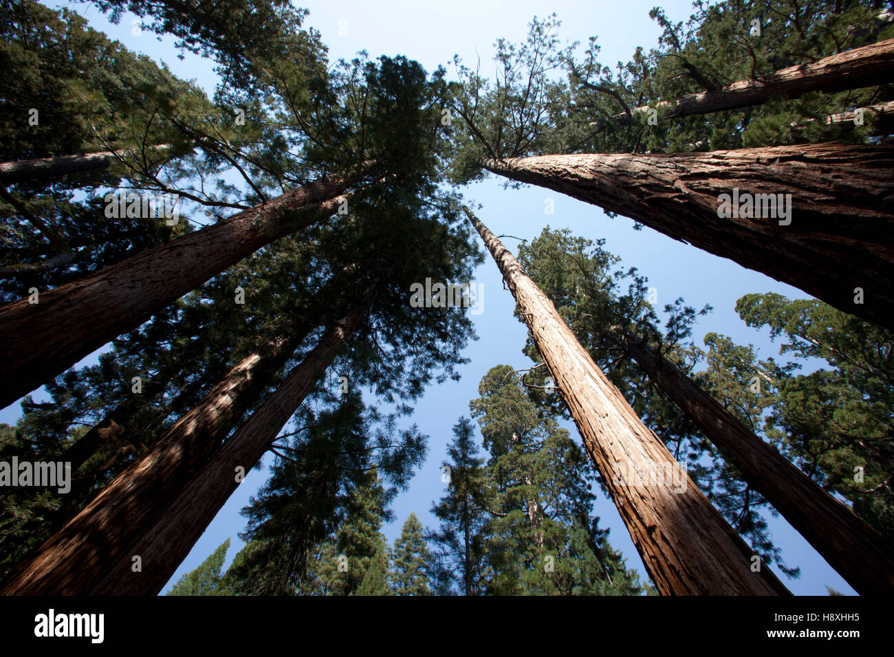 Giant Sequoia (Sequoiadendron giganteum) and spruce tree trunks ...