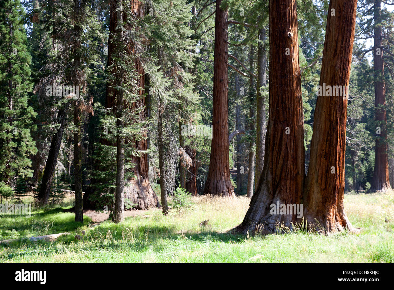 Giant Sequoia (Sequoiadendron giganteum) and spruce tree trunks ...