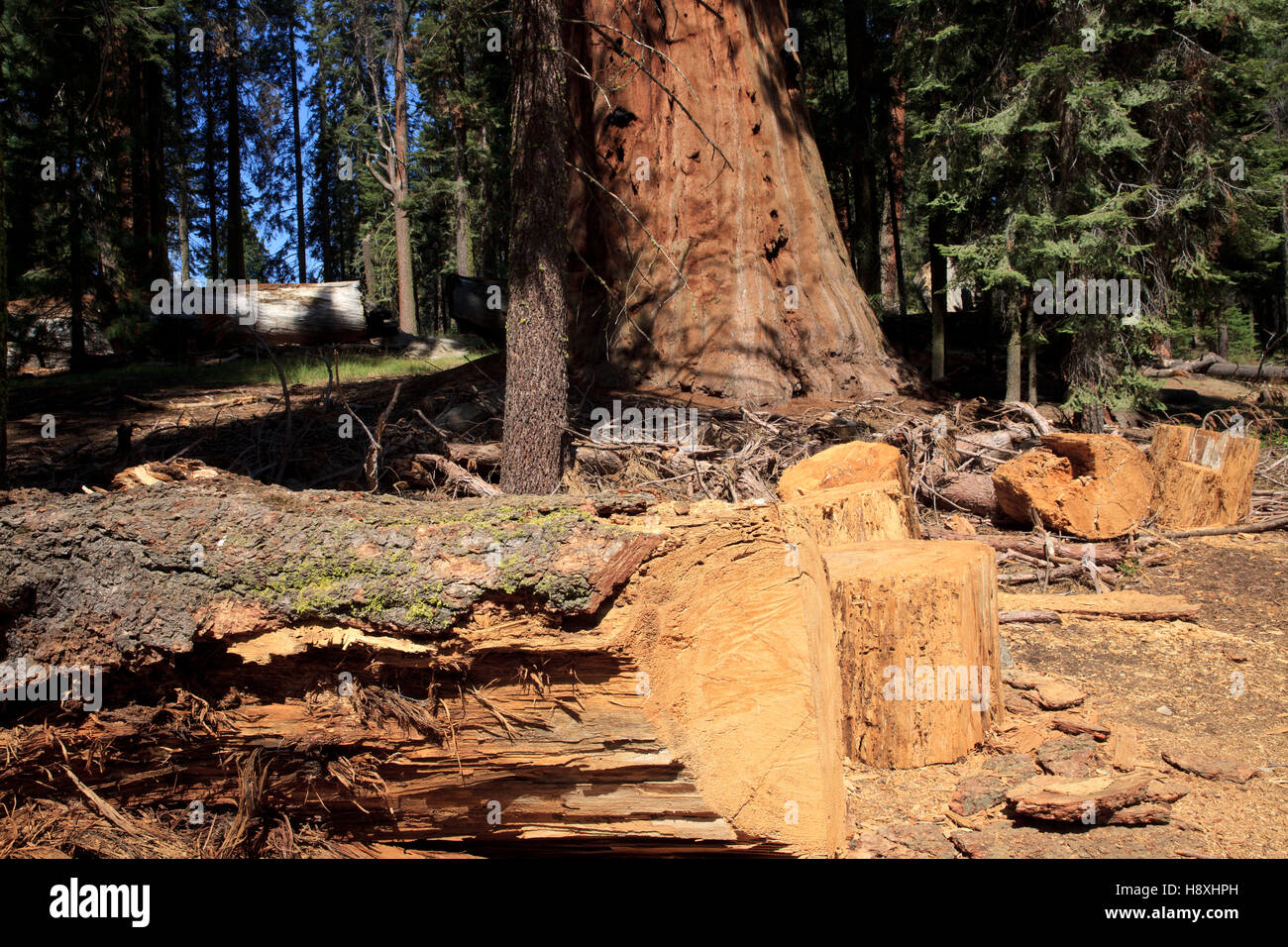 Giant Sequoia (Sequoiadendron giganteum) and spruce tree trunks ...