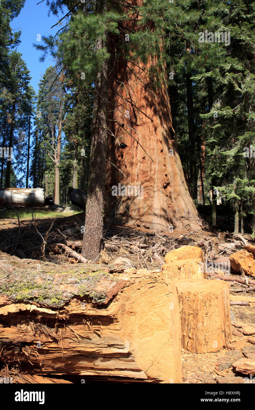 Giant Sequoia (Sequoiadendron giganteum) and spruce tree trunks ...
