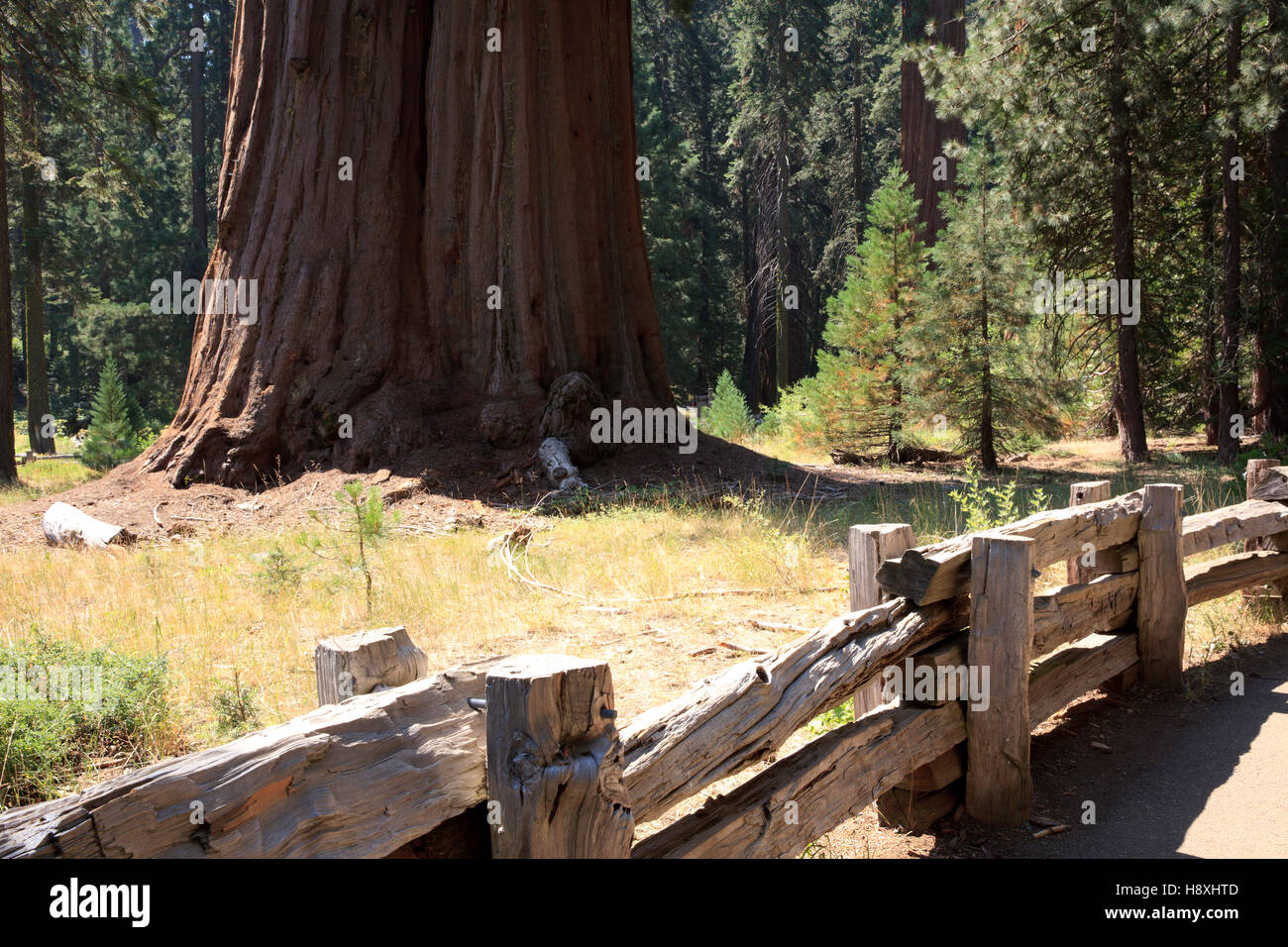 Giant Sequoia (Sequoiadendron giganteum) and spruce tree trunks ...