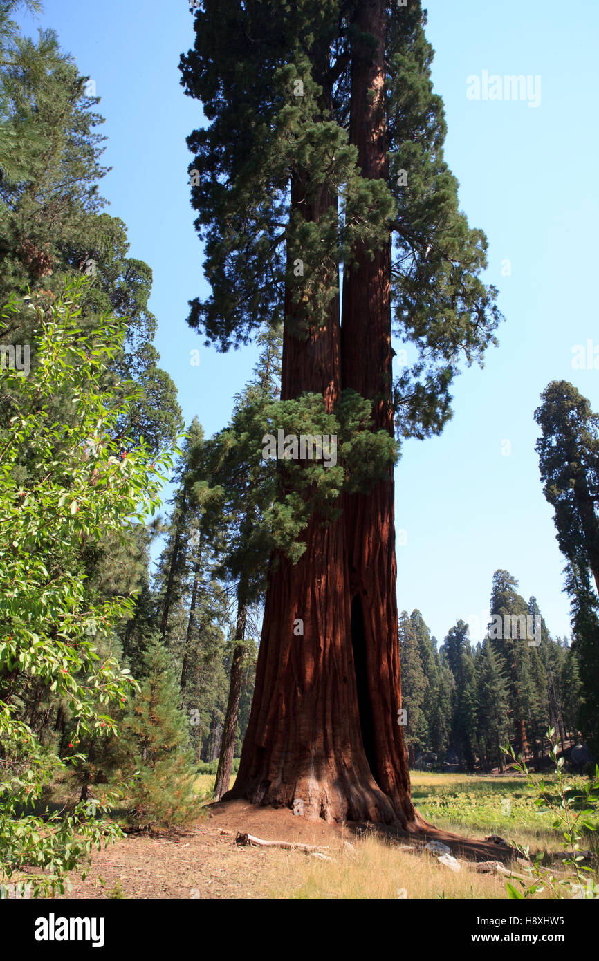 Giant Sequoia (Sequoiadendron giganteum) and spruce tree trunks ...
