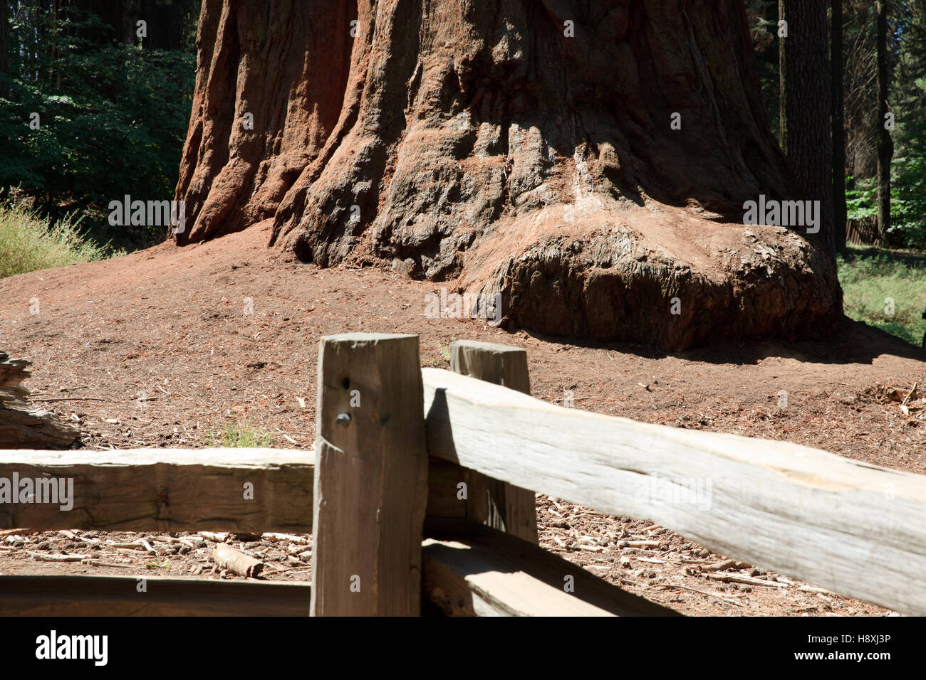 Giant Sequoia (Sequoiadendron giganteum) and spruce tree trunks ...