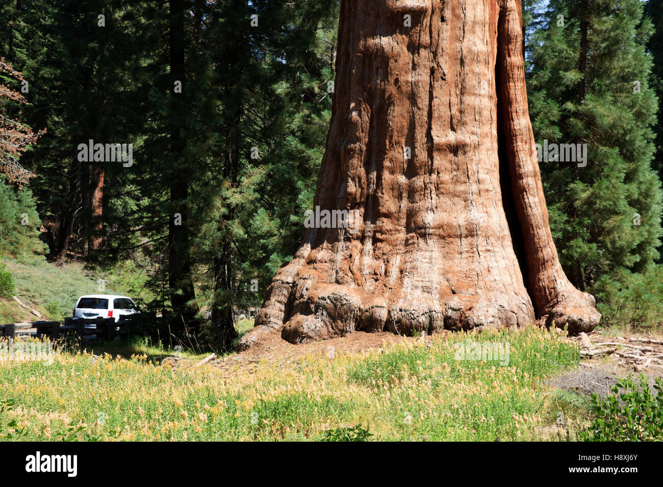 Giant Sequoia (Sequoiadendron giganteum) and spruce tree trunks ...