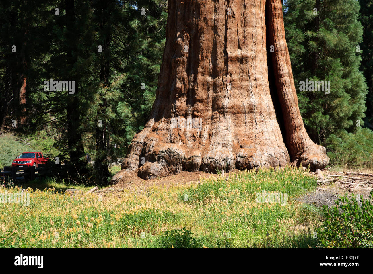Giant Sequoia (Sequoiadendron giganteum) and spruce tree trunks ...