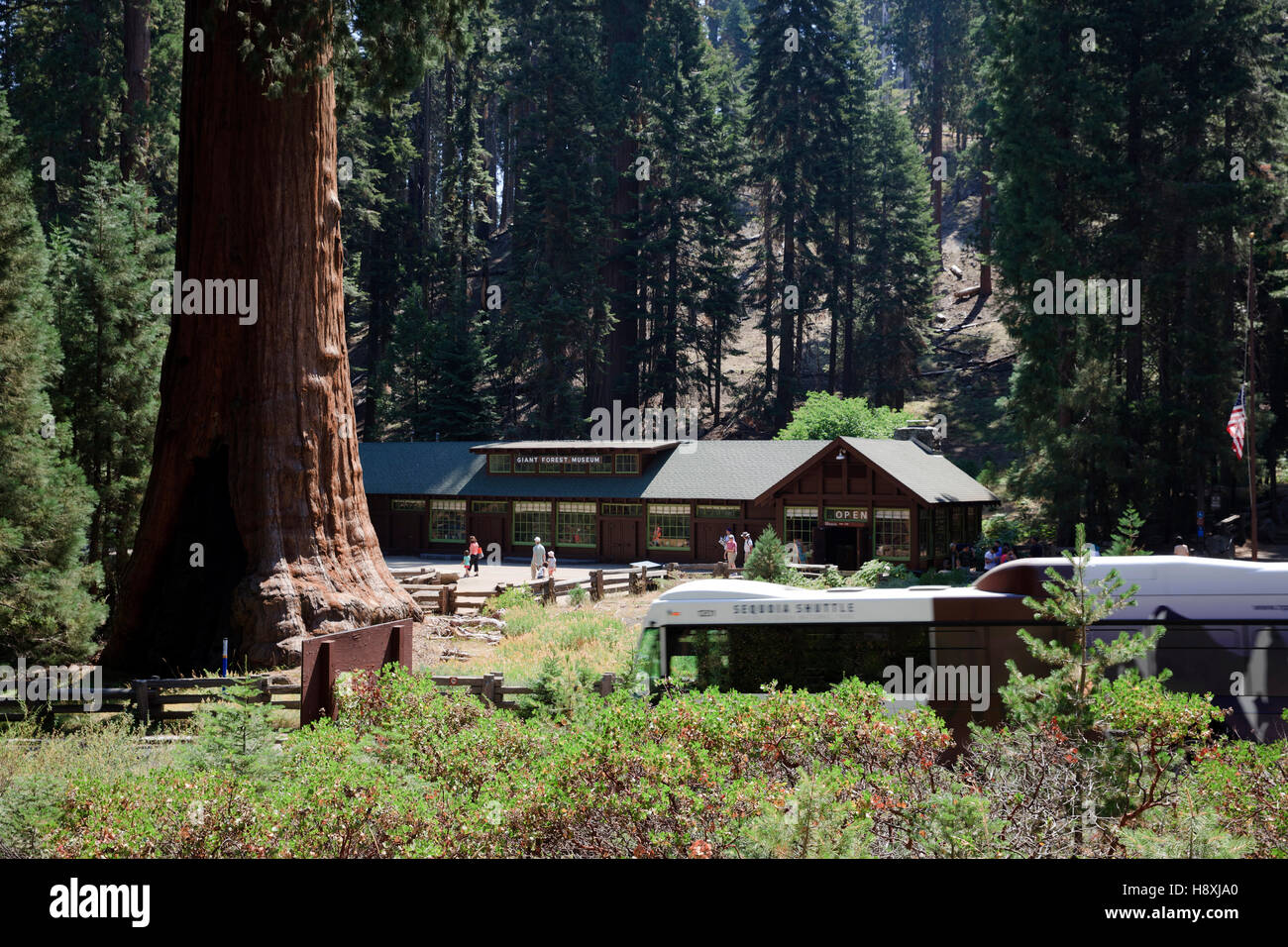 Giant Sequoia (Sequoiadendron giganteum) and spruce tree trunks ...