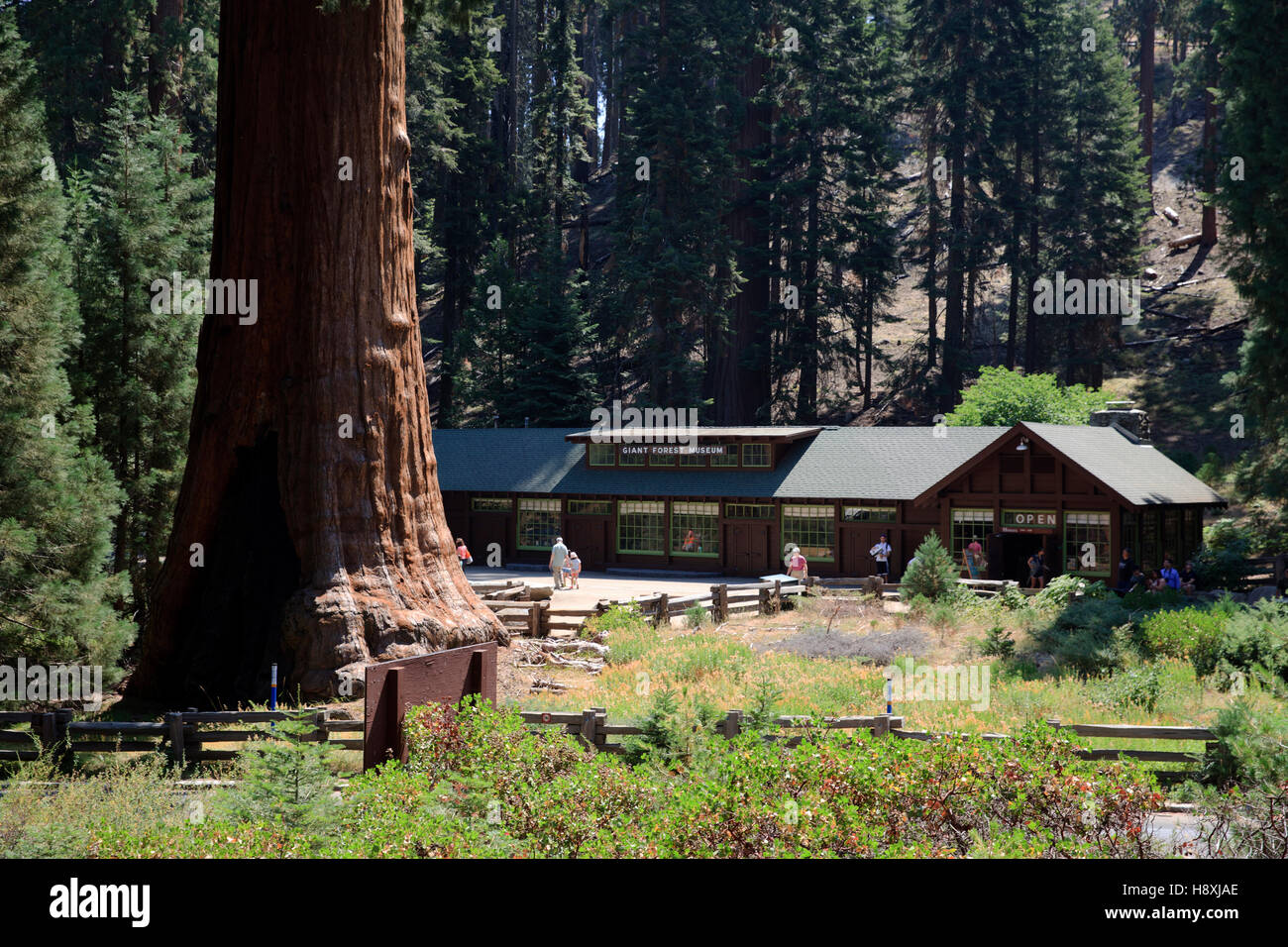 Giant Sequoia (Sequoiadendron giganteum) and spruce tree trunks ...