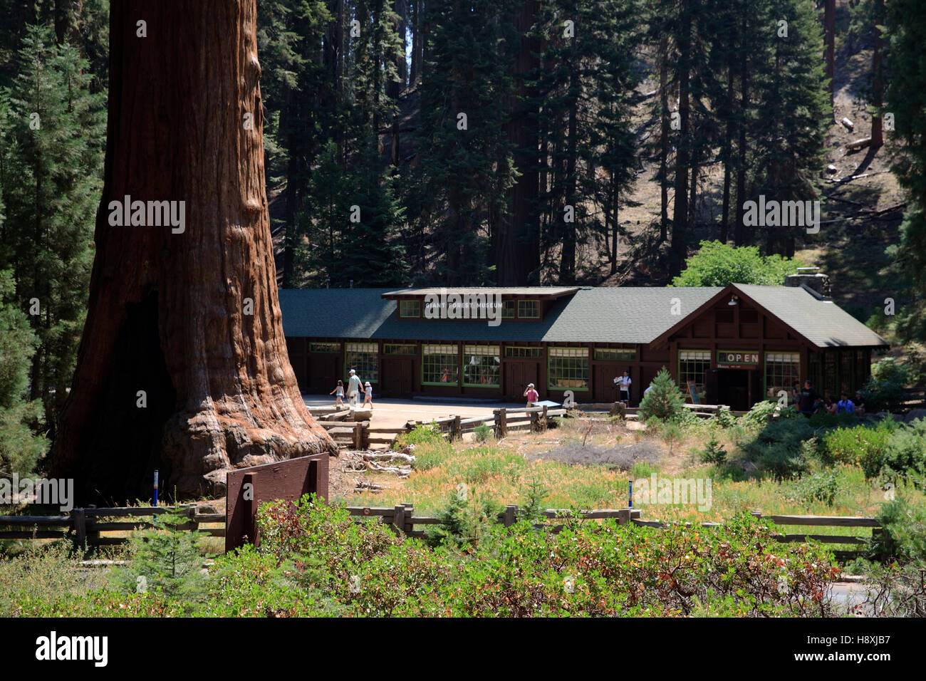 Giant Sequoia (Sequoiadendron giganteum) and spruce tree trunks ...