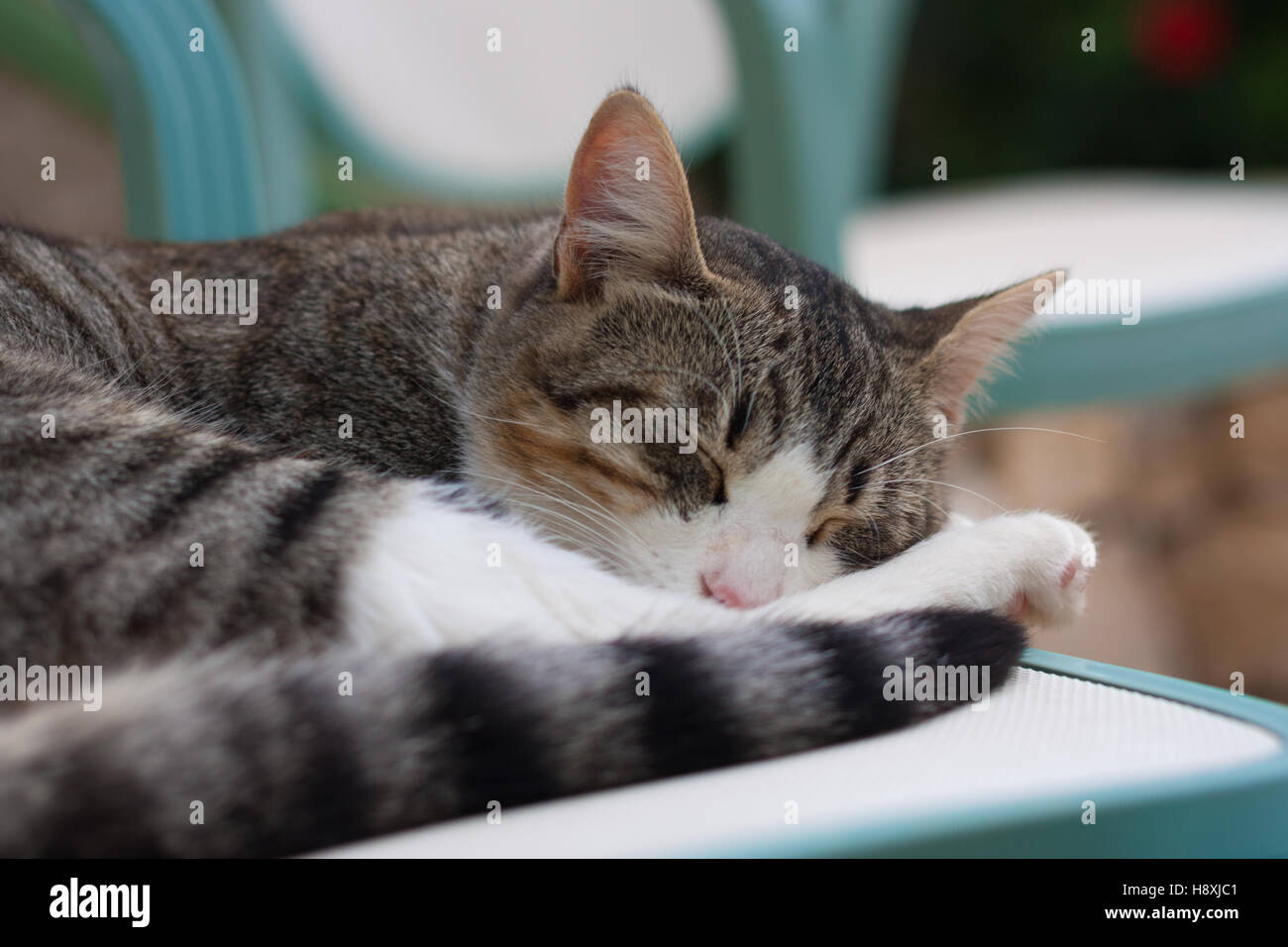 Napping cat hi-res stock photography and images - Alamy