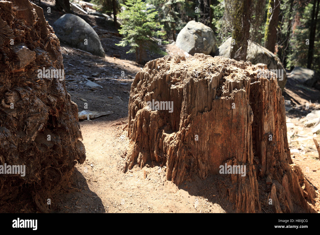 Giant Sequoia (Sequoiadendron giganteum) and spruce tree trunks ...