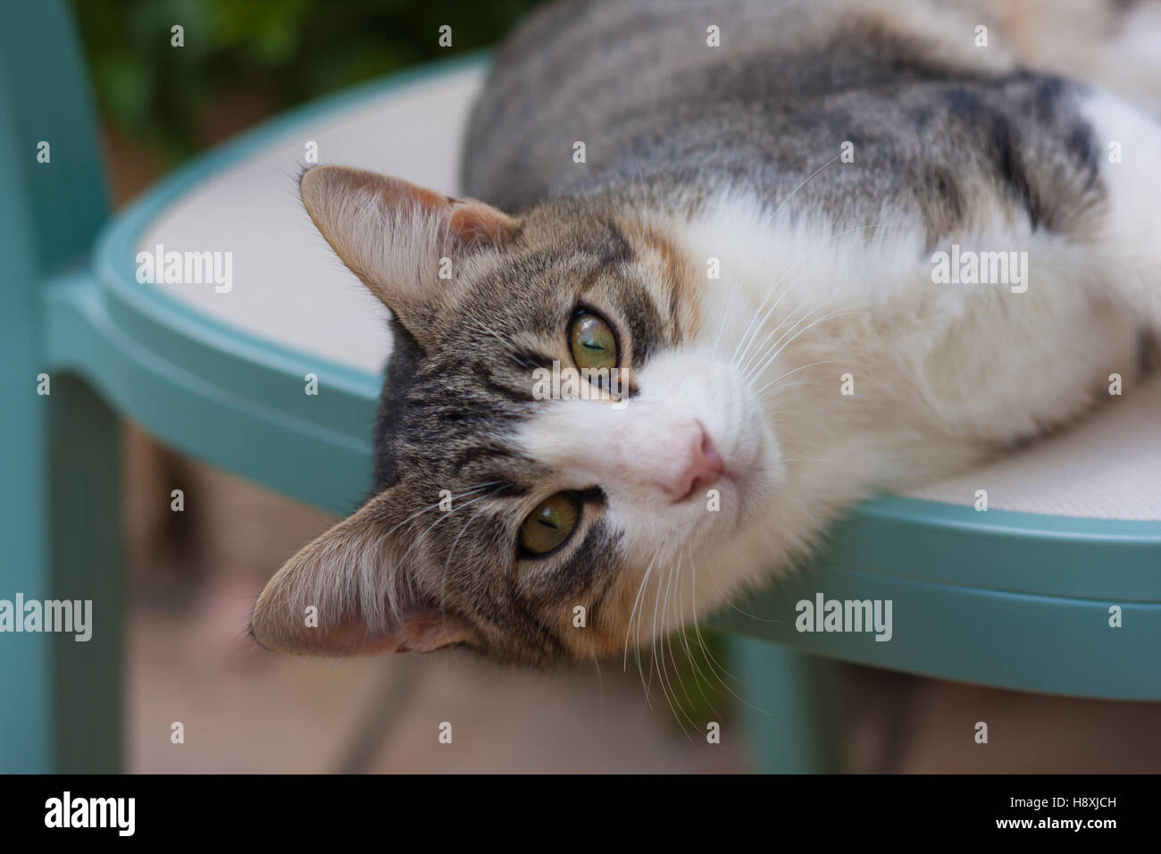 Relaxed cat hi-res stock photography and images - Alamy