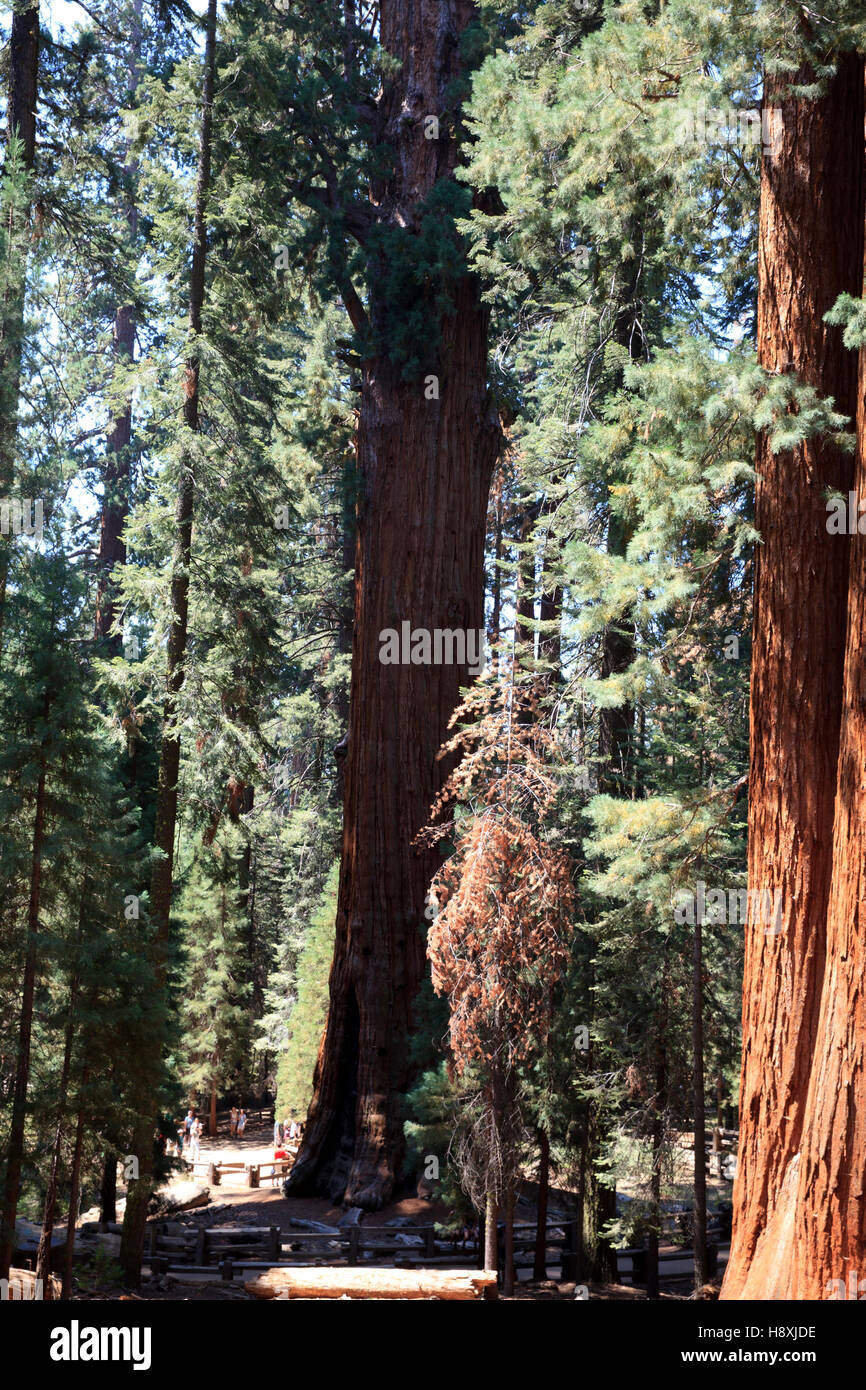Giant Sequoia (Sequoiadendron giganteum) and spruce tree trunks ...