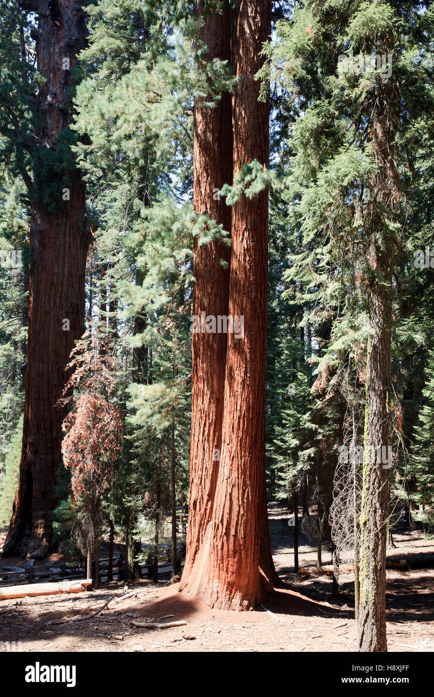 Giant Sequoia (Sequoiadendron giganteum) and spruce tree trunks ...
