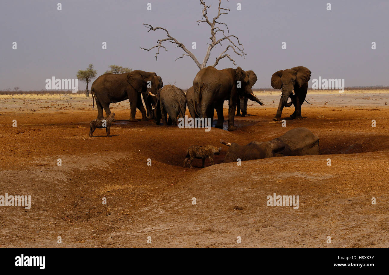 October 2016 desperate times in Savuti Botswana as the area is in a ...