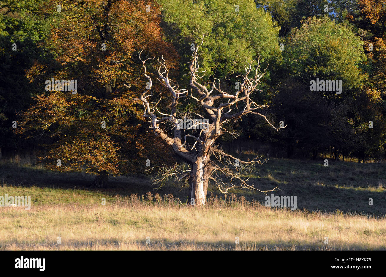 Dead Trees in England Warwickshire , oak tree, sunlight, knarled tree ...