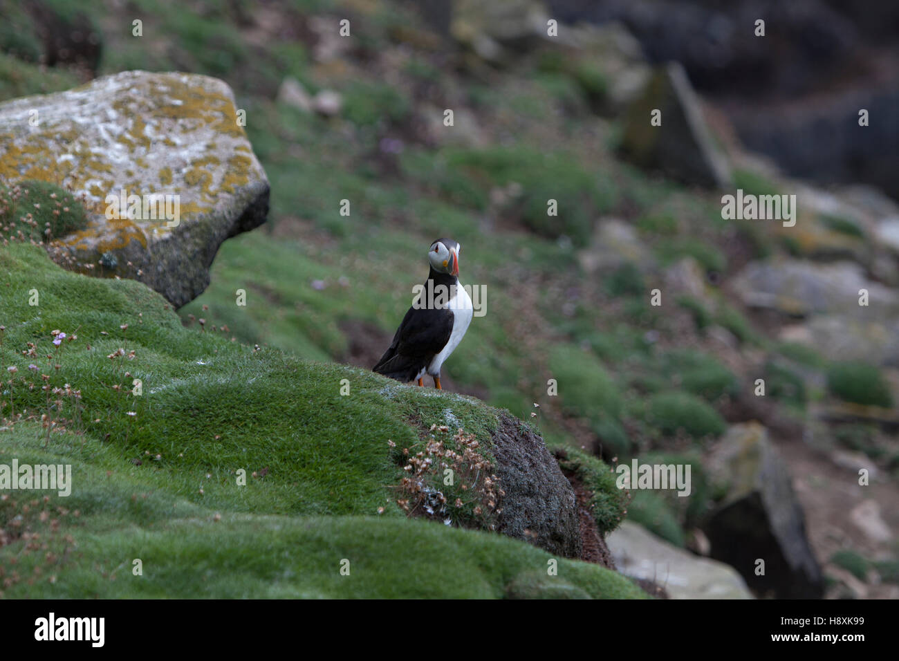 A wide picture of a puffin standing on a ledge Stock Photo - Alamy