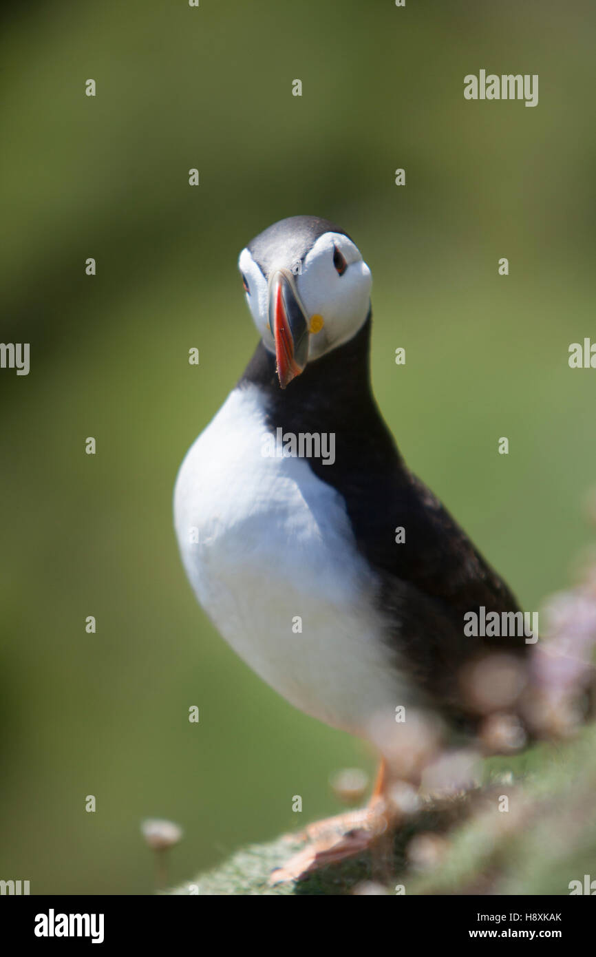 Portrait image of a puffin bird looking directly at the camera up close ...