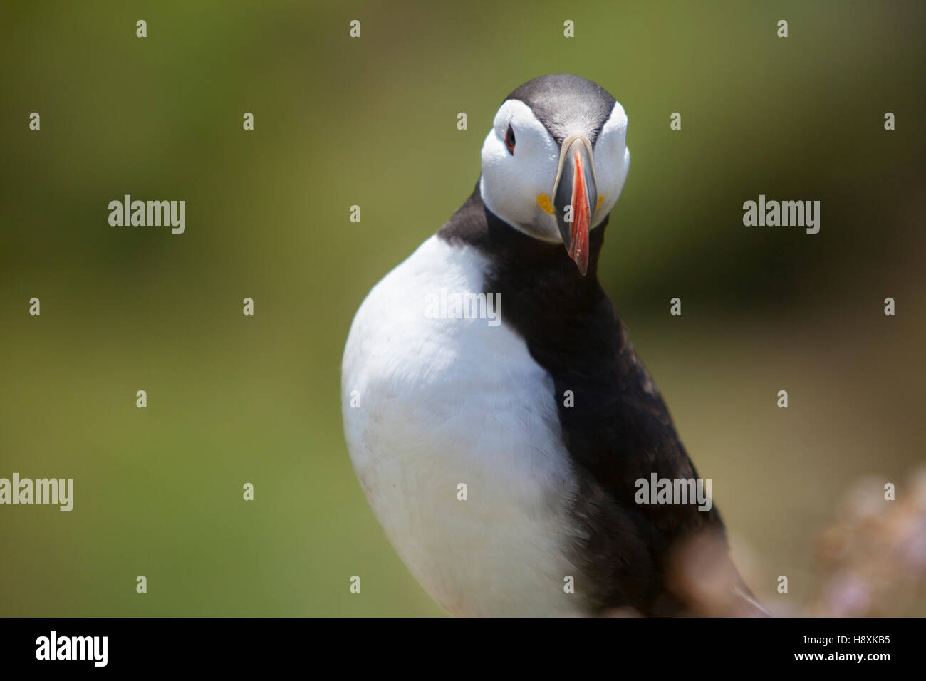 Puffin bird looking directly at the camera up close Stock Photo - Alamy