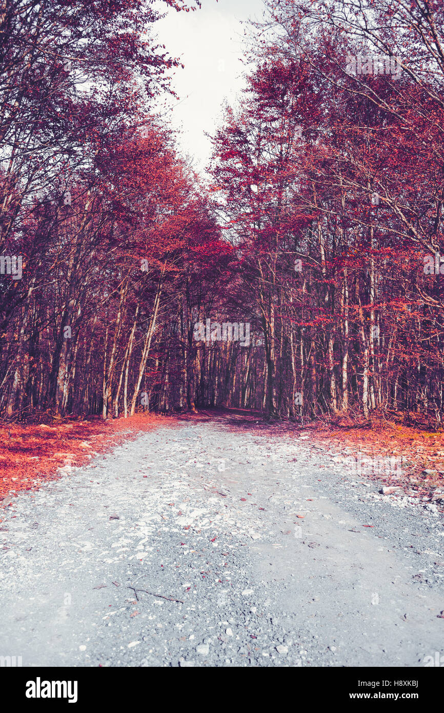 Road into the autumn forest Stock Photo - Alamy