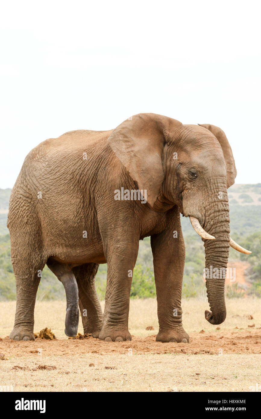 Bush Elephant standing and looking down at the ground Stock Photo - Alamy