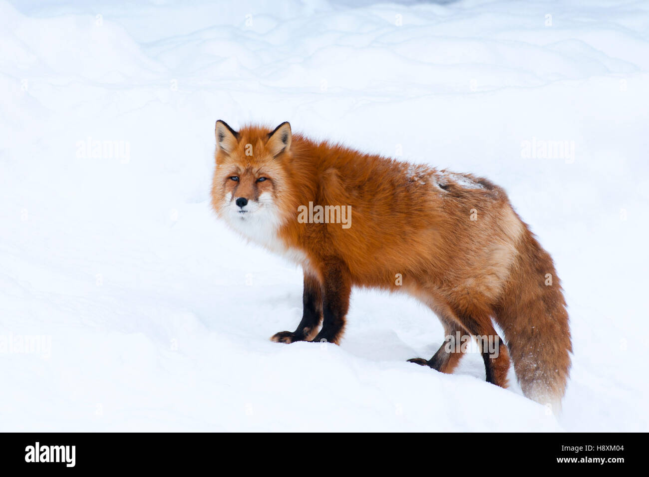 Big red fox on the winter snow Stock Photo - Alamy