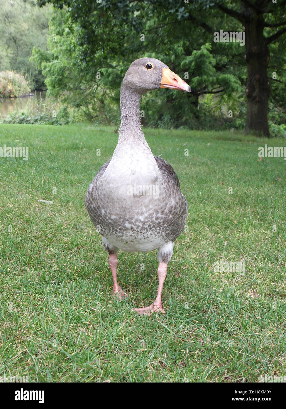 Speckled goose hi-res stock photography and images - Alamy