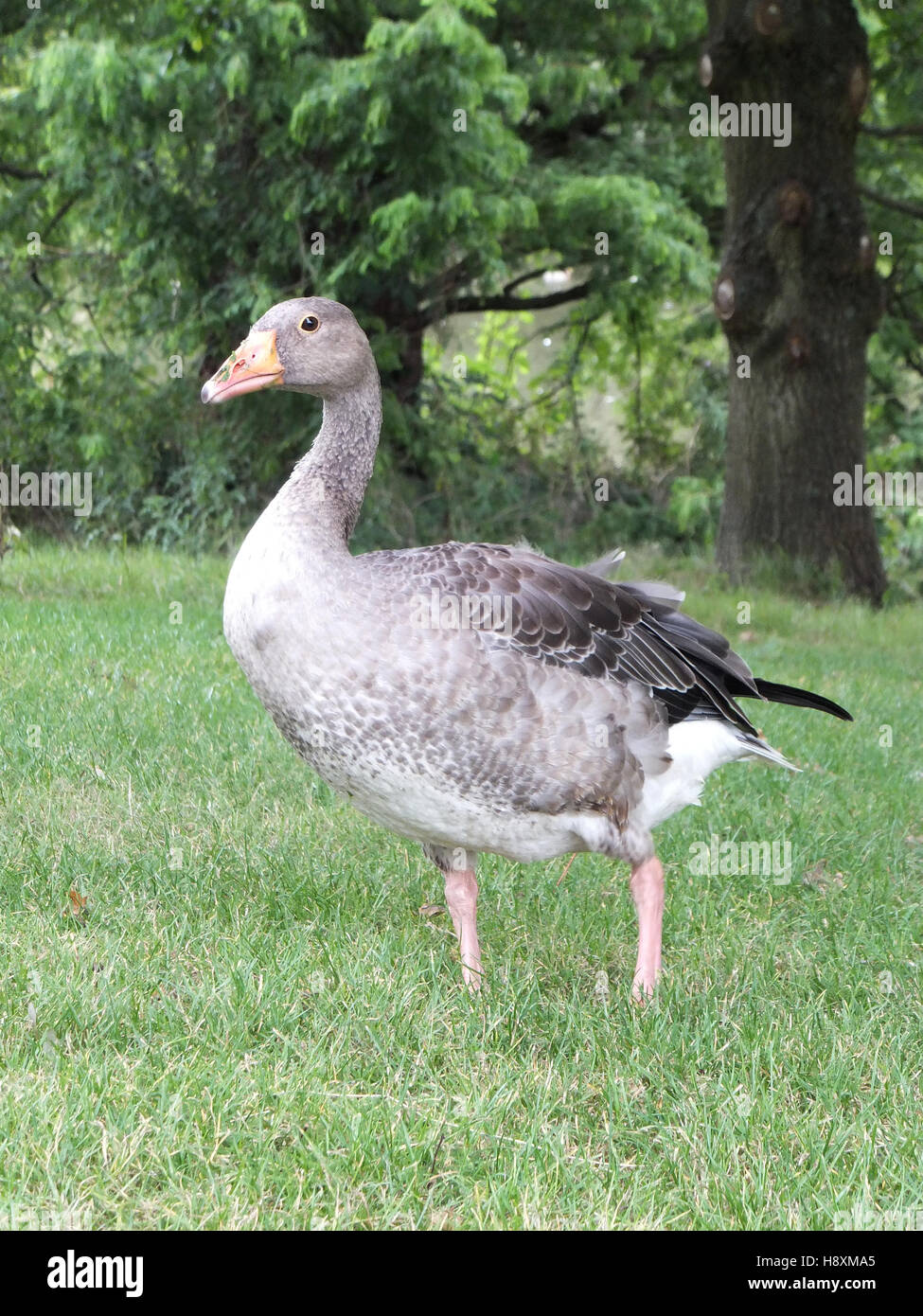 Tame goose hi-res stock photography and images - Alamy