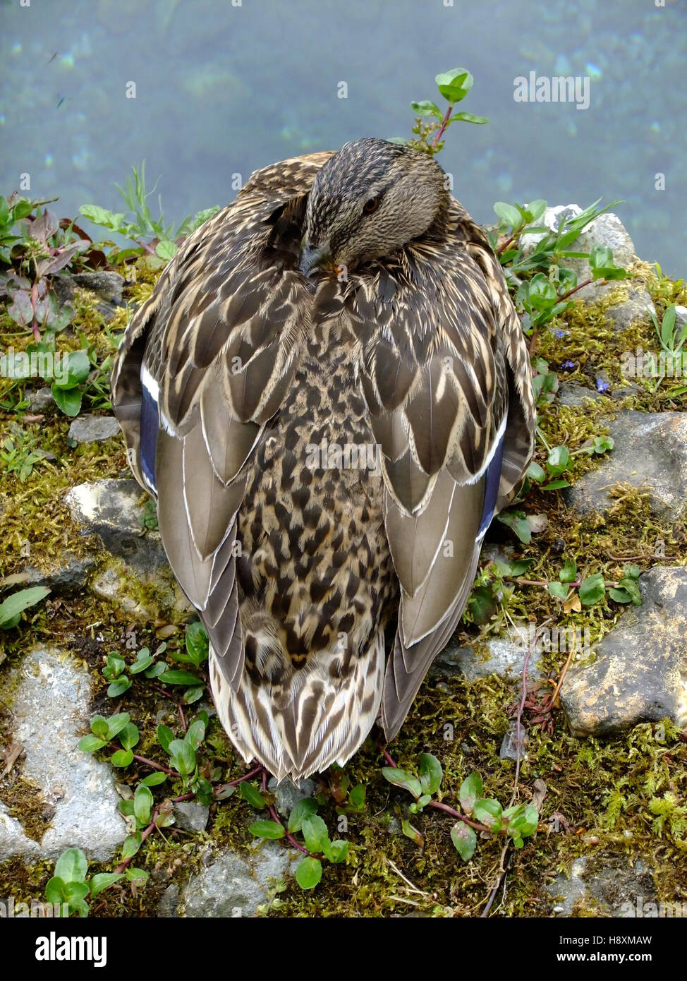 female mallard duck Stock Photo - Alamy