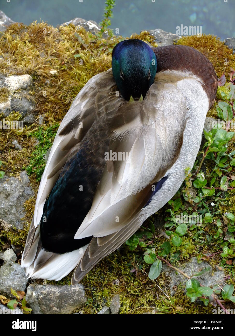 male mallard duck Stock Photo - Alamy
