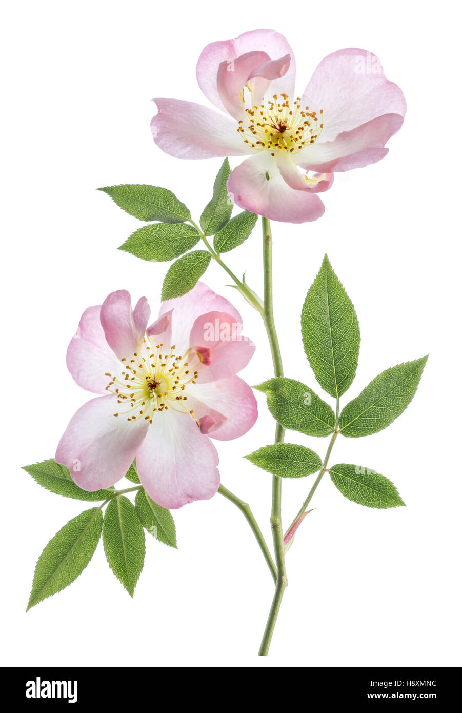 Pink patio roses Stock Photo - Alamy