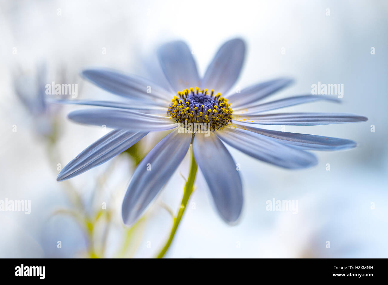 Senetti cineraria hi-res stock photography and images - Alamy