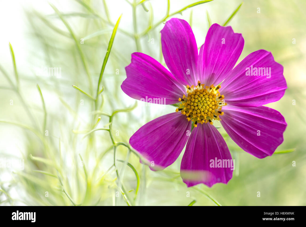 Beautiful cosmos hi-res stock photography and images - Alamy