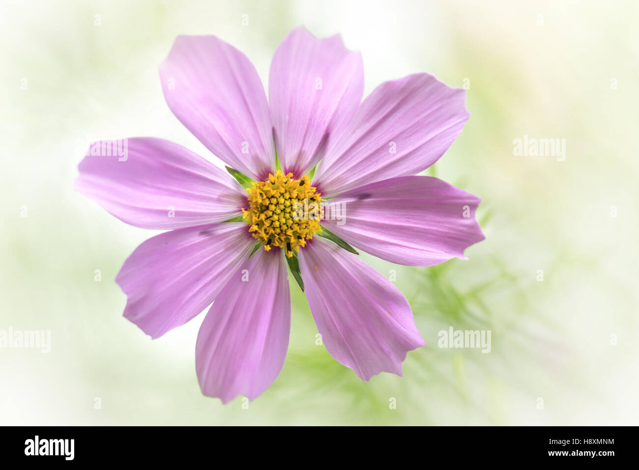 A close up of a Cosmos flower Stock Photo - Alamy