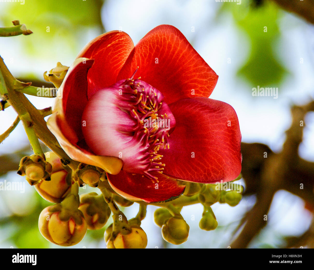 Malaysia cambodia hi-res stock photography and images - Alamy