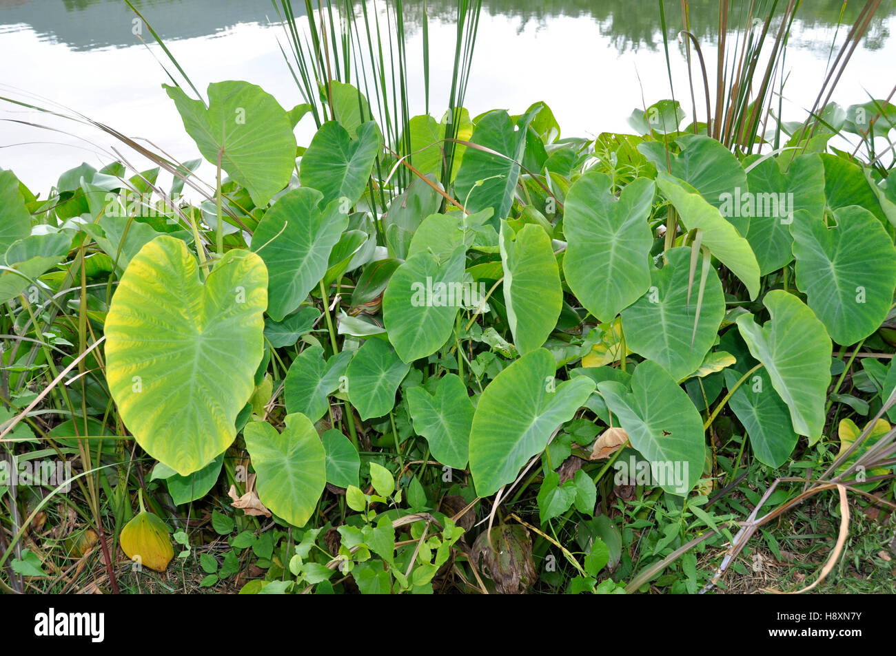 Assorted shrubs hi-res stock photography and images - Alamy