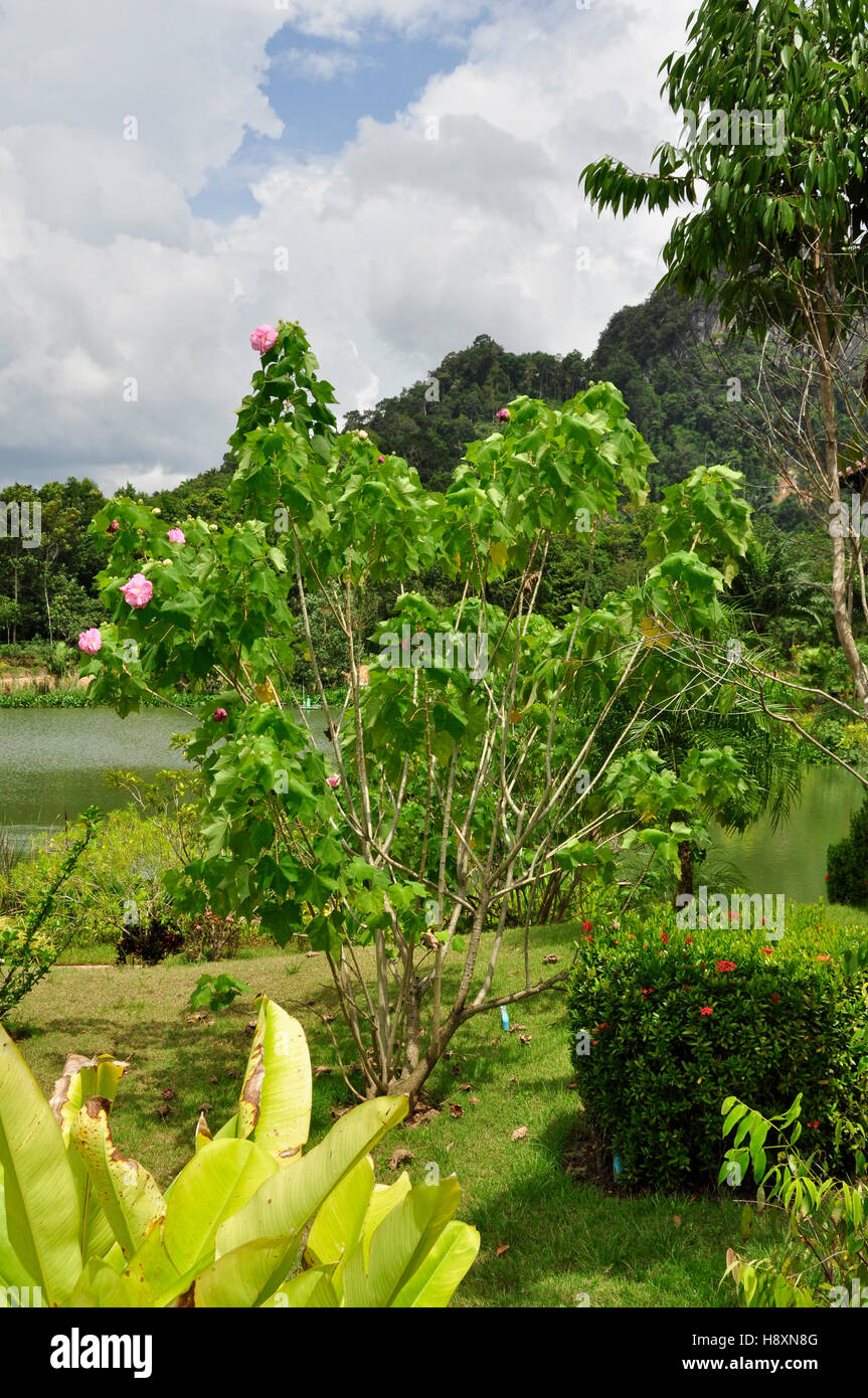 Assorted shrubs hi-res stock photography and images - Alamy