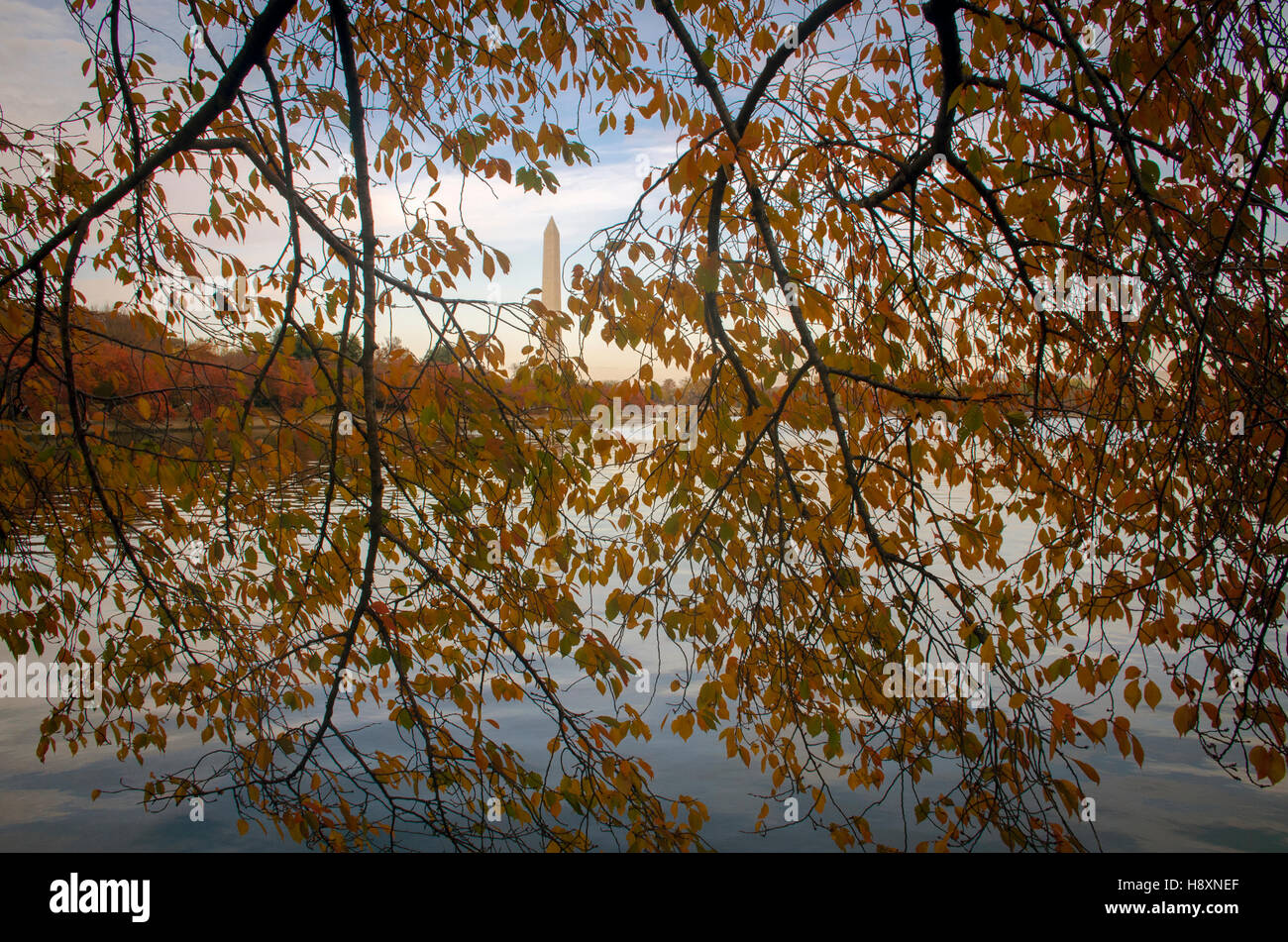 Washington Monument peaks through the cascading branches of the Tidal ...