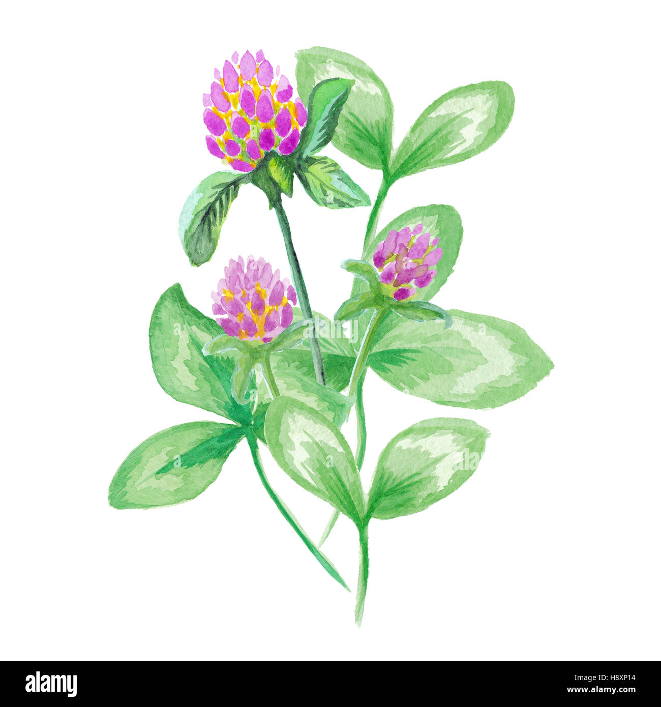 Beautiful and elegant clover flower close up isolated on white ...